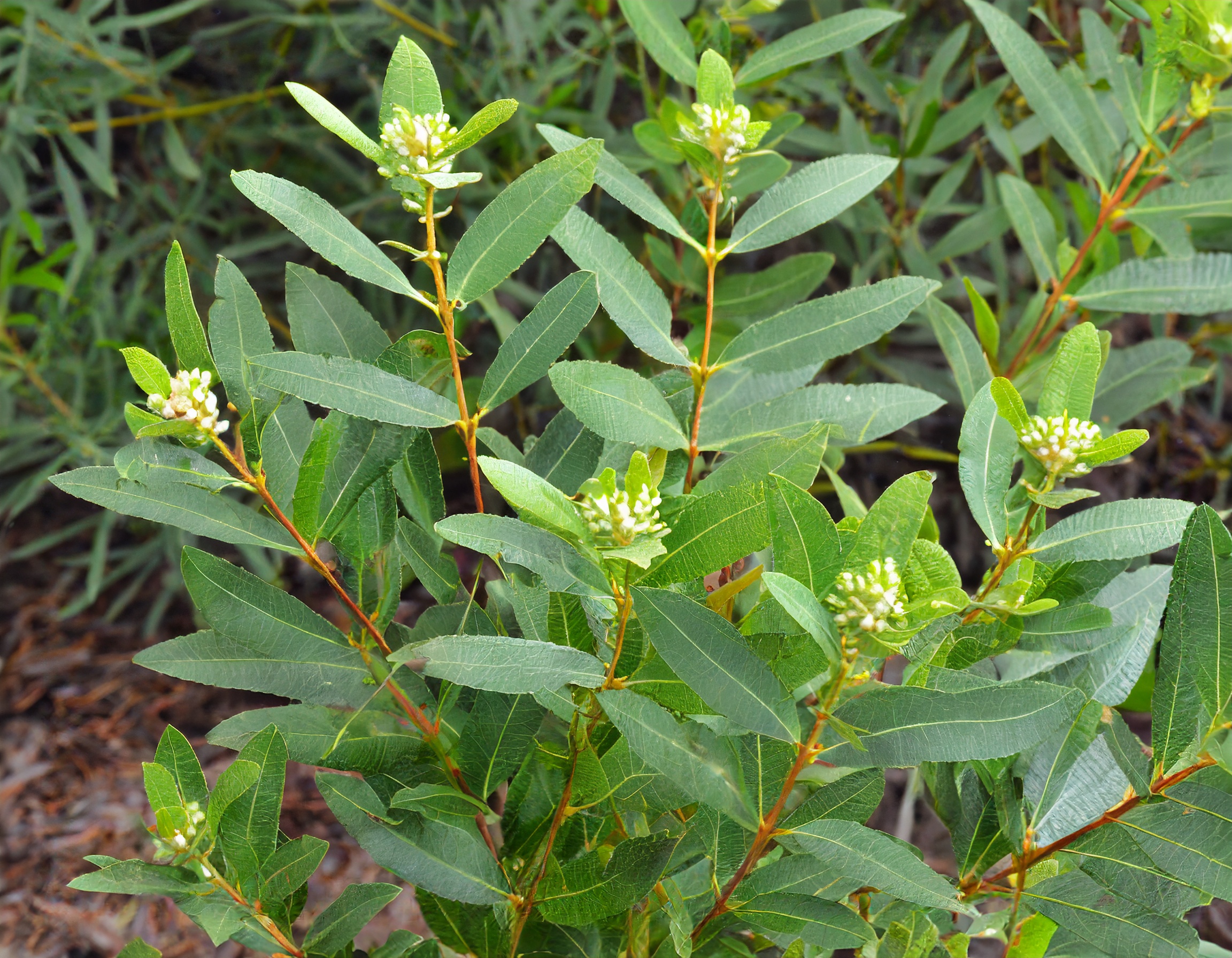 Eucalyptus Citriodora - Makaaina