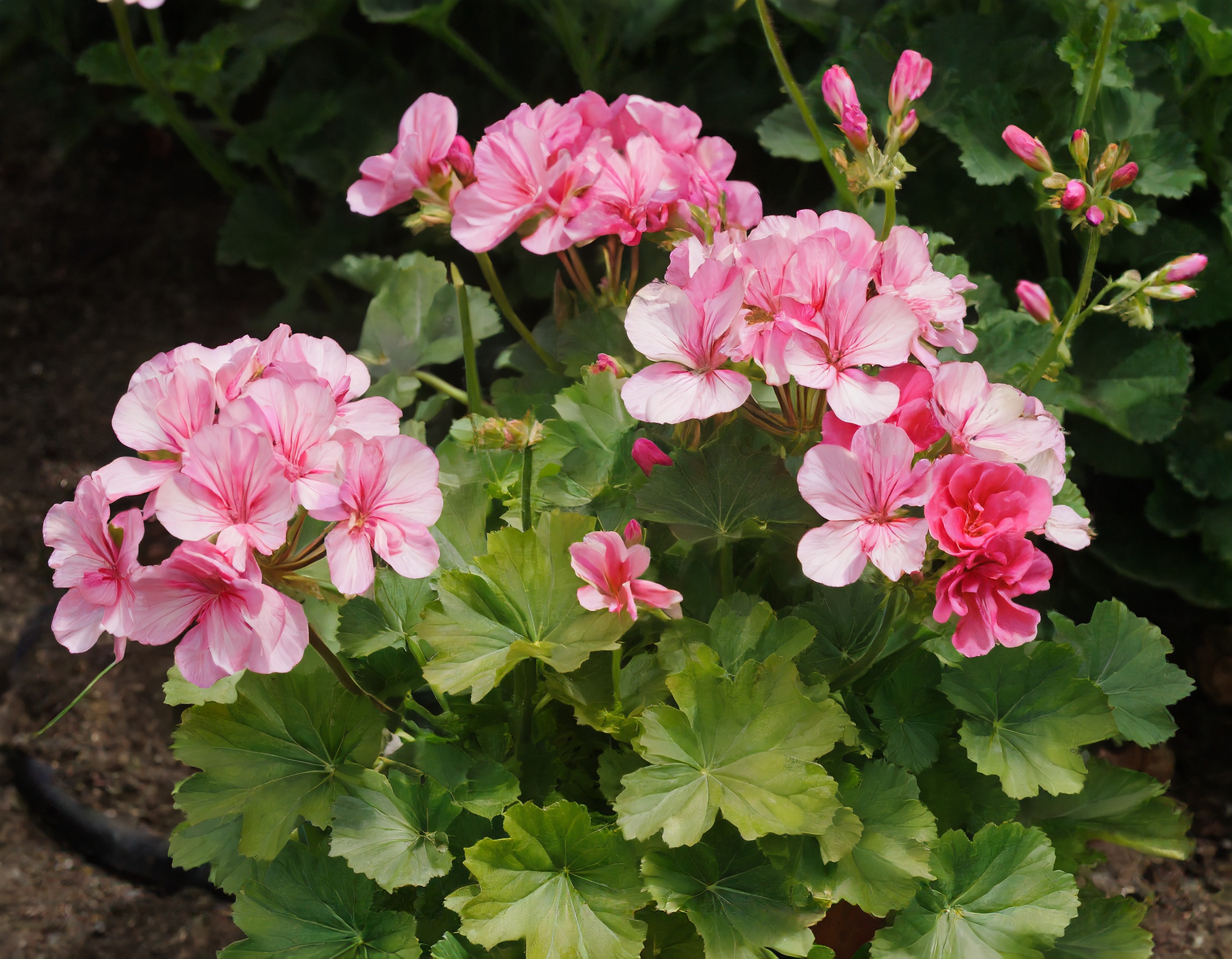 Geranium - Makaaina