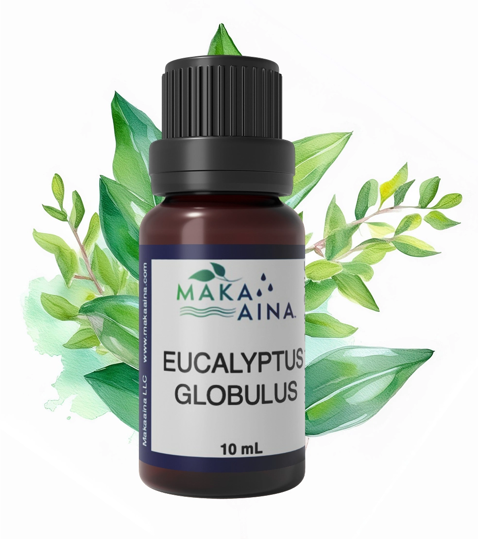 Eucalyptus Globulus - Makaaina